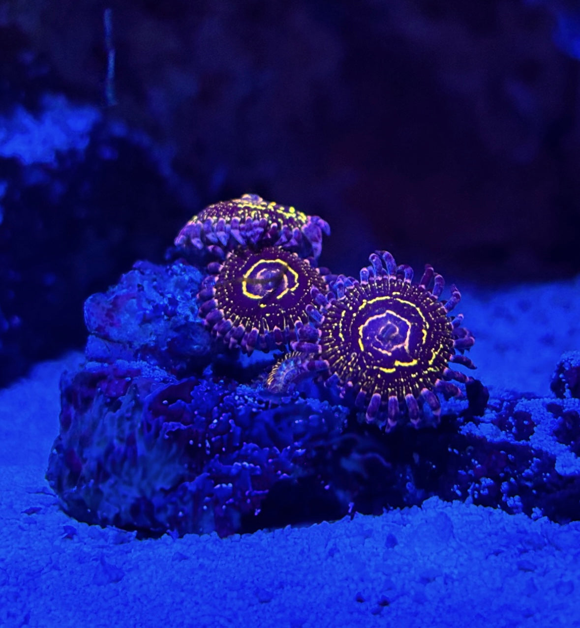 Stratosphere Zoanthids – GHI Corals
